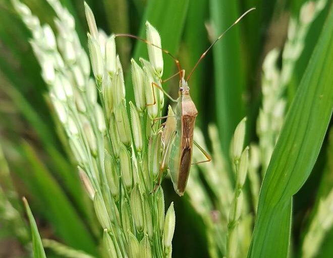 बढ़ते तापमान से बढ़ेगा फसलों पर कीटों का प्रभाव